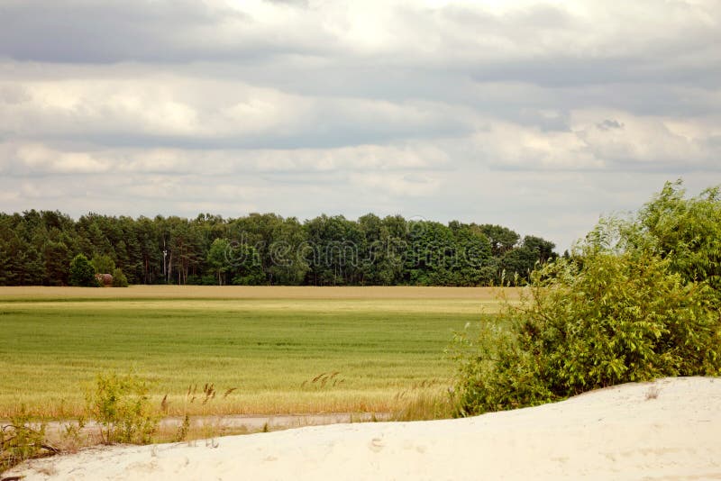 Belarus, the Part of Sandy Beach, Field and Pine Forest on Background ...
