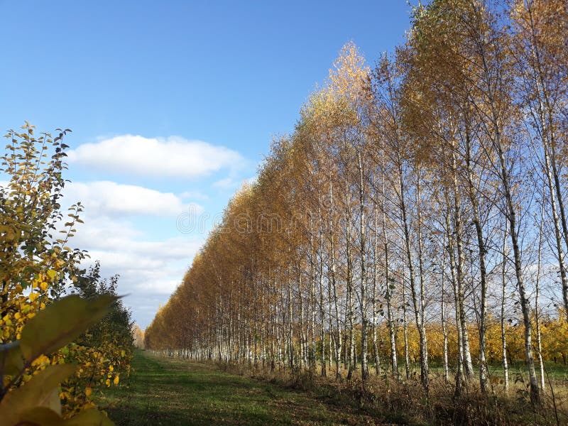 Belarusian Autumn Birch Landscape Stock Photo - Image of landscape ...