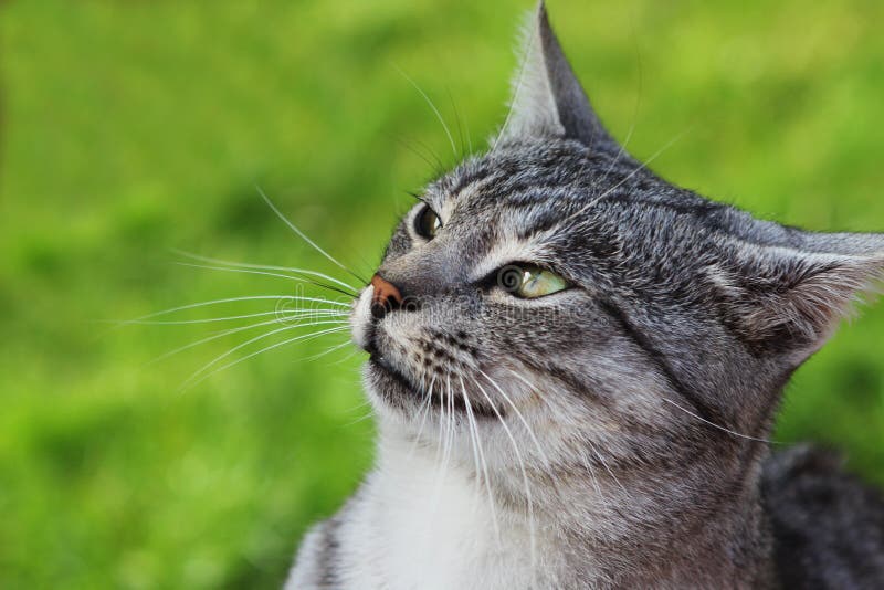 Cat in nature stock photo. Image of mustache, look, striped - 30244374