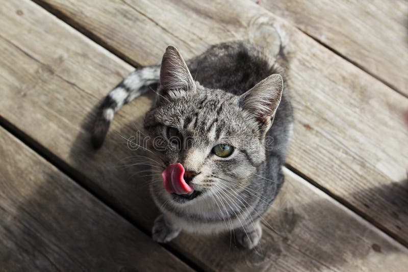 Cat licked stock photo. Image of licked, street, striped - 30244434