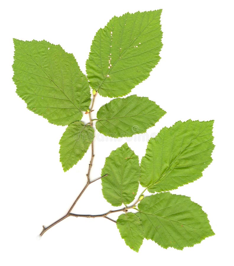 Belaubter Zweig getrennt stockbild. Bild von sommer, ausschnitt - 1135387