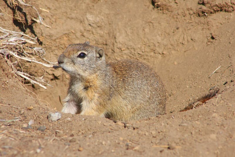 Belding s Ground Squirrel stock photo. Image of rodents - 11549716