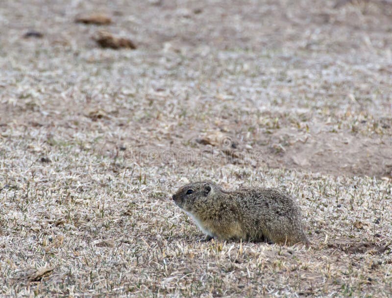 Urocitellus Beldingi Stock Photos - Free & Royalty-Free Stock Photos ...