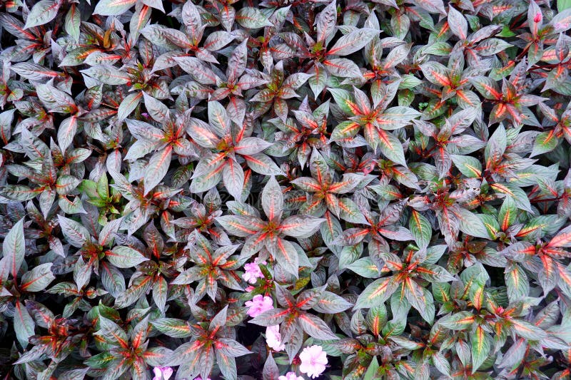 Beleaf Begonia Stock Photos - Free & Royalty-Free Stock Photos from ...