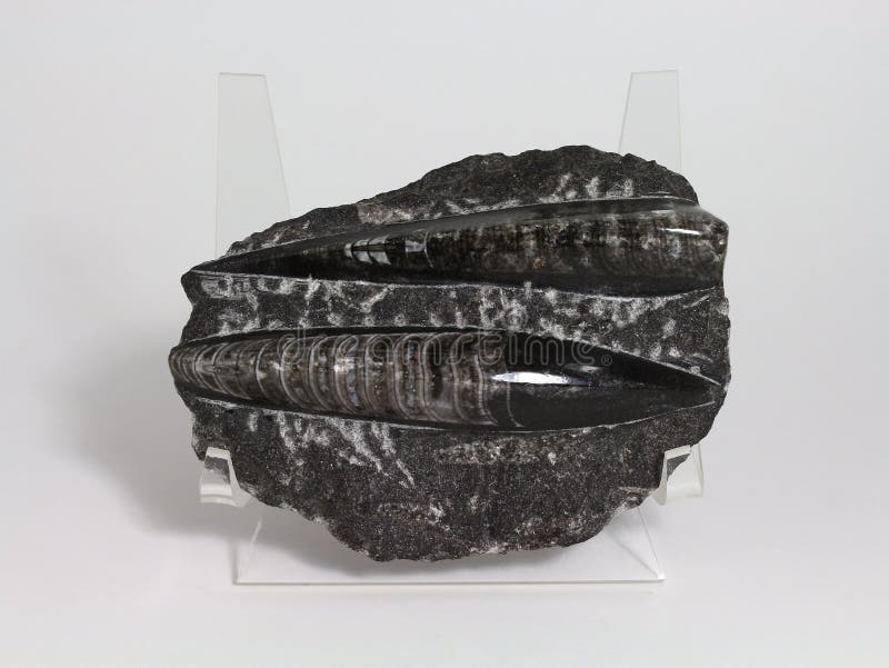 Belemnit Skamielina W Kamieniu Zdjęcie Stock - Obraz złożonej z ...