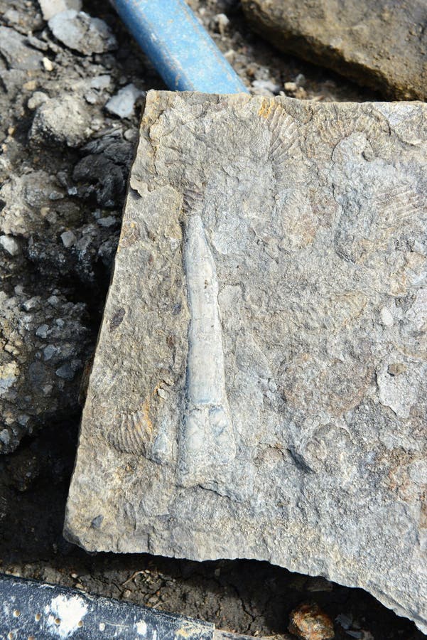 Belemnit Skamielina W Kamieniu Zdjęcie Stock - Obraz złożonej z ...