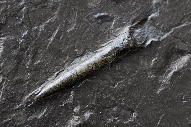 Belemnite stock photo. Image of jurassic, lias, nature - 38167768