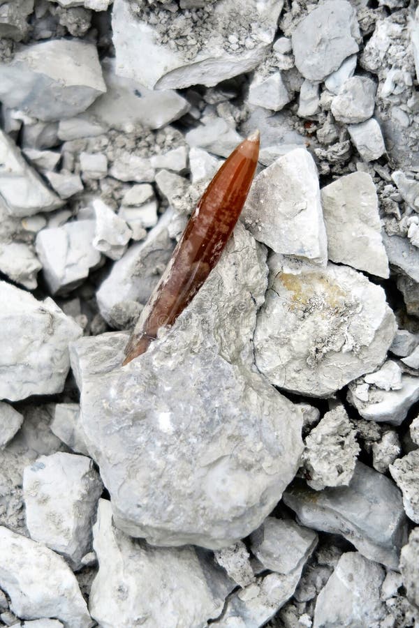 Belemnite Shell Fossil Stock Photos - Free & Royalty-Free Stock Photos ...