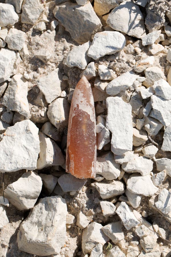 Belemnite. stock photo. Image of biology, chalk, archaeology - 40577180
