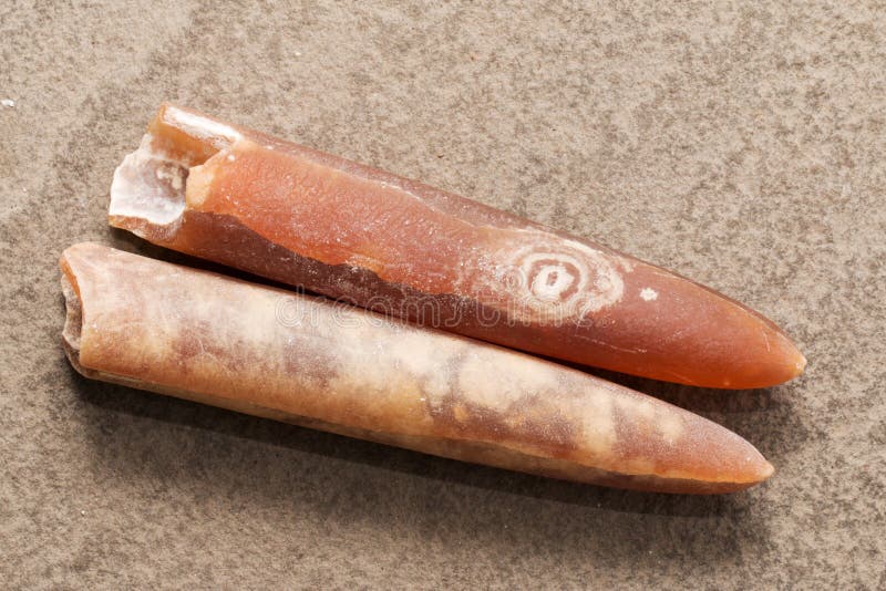 Belemnite. stock photo. Image of biology, chalk, archaeology - 40577180