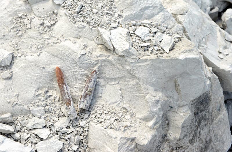 Belemnite Fossils in Chalk Rock. Quarry Mine Stock Image - Image of ...