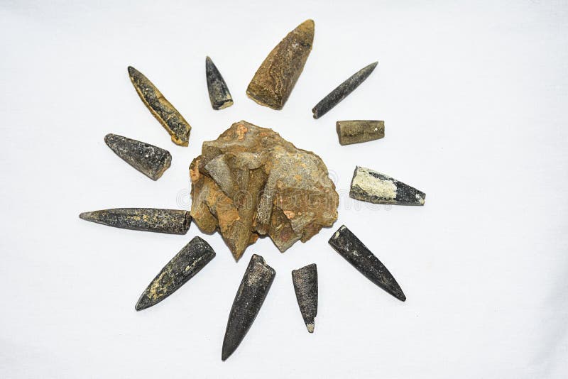 Fossili della belemnite fotografia stock. Immagine di oltre - 13131806