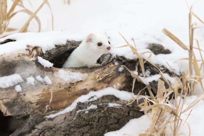 Belette En Neige De Montagne De L'hiver Image stock - Image du neigeux ...