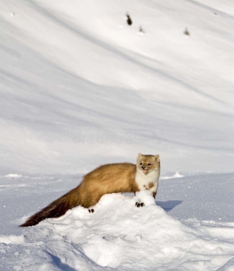 Belette En Neige De Montagne De L'hiver Image stock - Image du faune ...