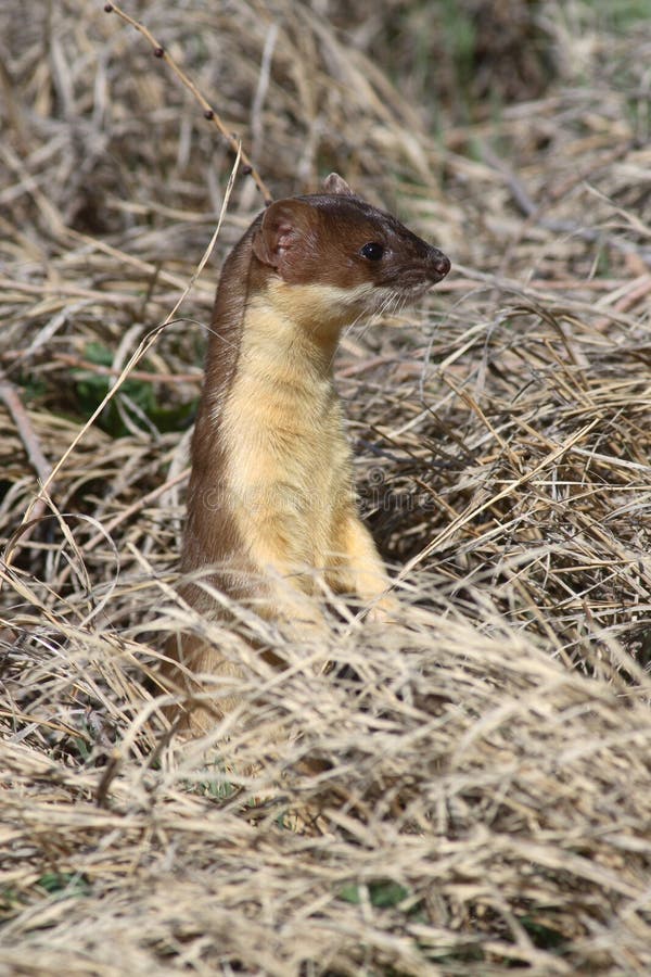 Brown et belette blanche image stock. Image du britannique - 16218497