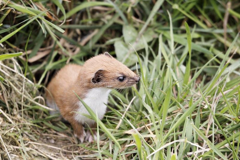 Belette, Nivalis De Mustela, Photo stock - Image du haie, nature: 36667038
