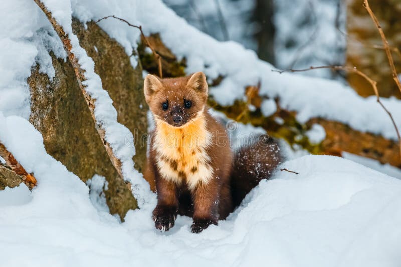 Belette Simple Se Reposant Au Champ De Neige Photo stock - Image du ...