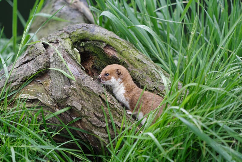 Belette, Nivalis De Mustela Photo stock - Image du petit, bois: 32326786