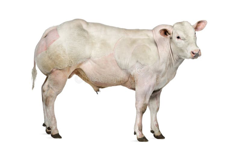 Baby Belgian Blue Cow