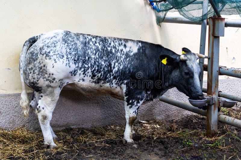 Belgian blue cow breed stock photo. Image of farming - 341182592