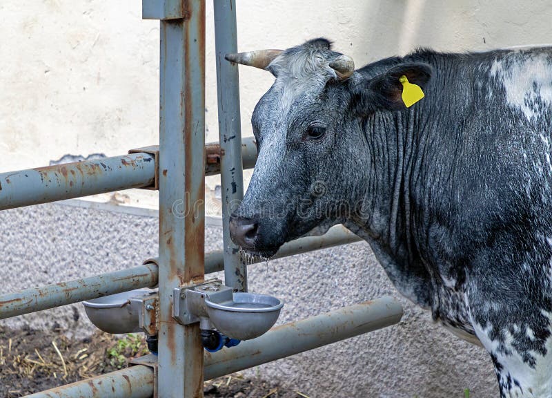 Belgian blue cow head stock photo. Image of horns, blue - 354991630