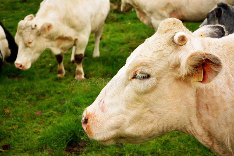 A cow looking awry stock image. Image of fresh, hills - 34907191