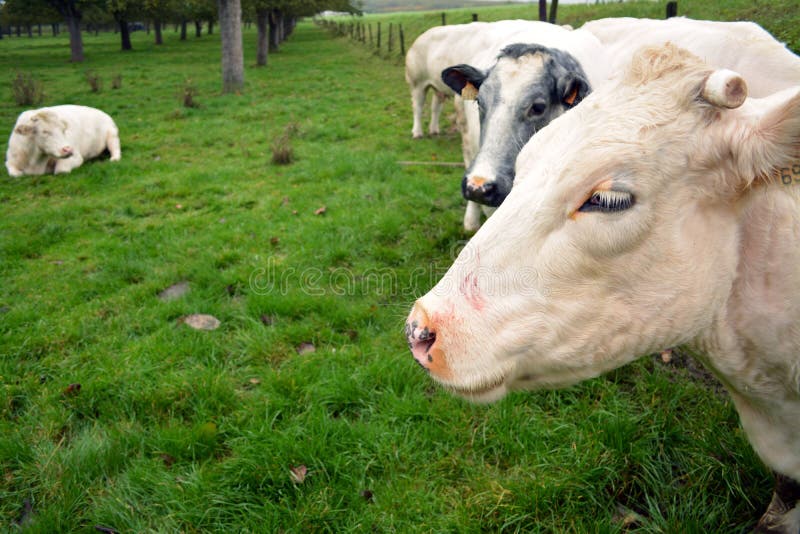 A cow looking awry stock image. Image of fresh, hills - 34907191