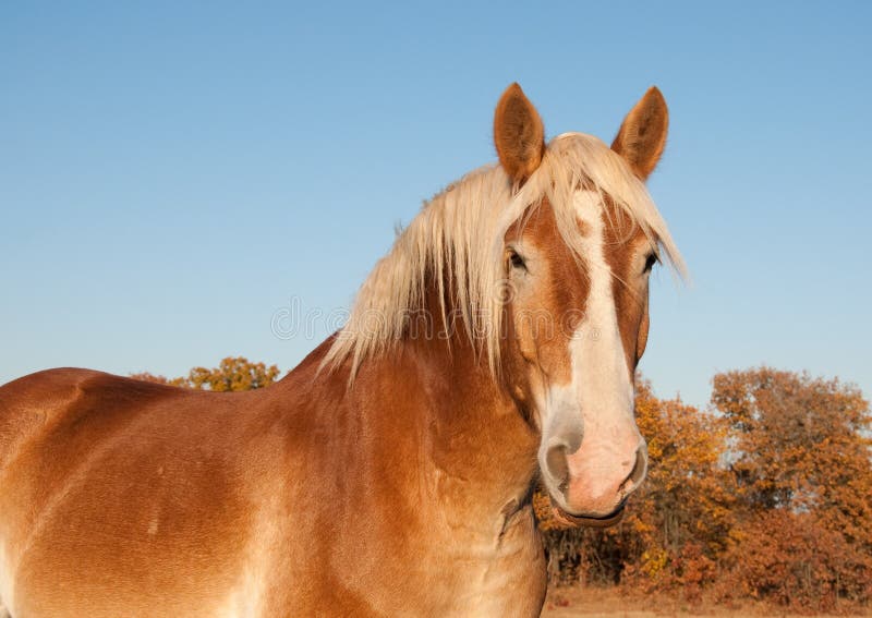 Beautiful Blonde Belgian Draft Horse Stock Photos - Free & Royalty-Free ...