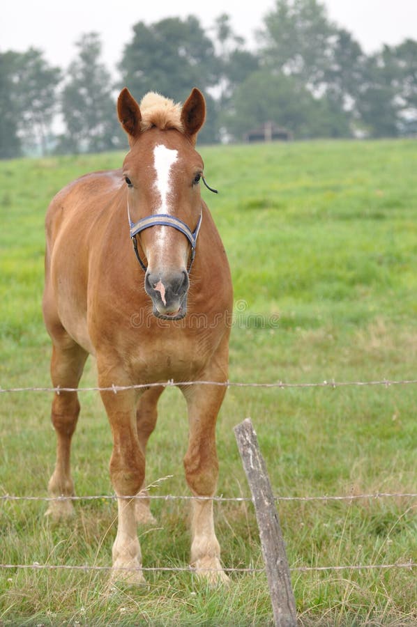 Belgian Draft Horse in the Field Stock Photo - Image of colt, farm ...
