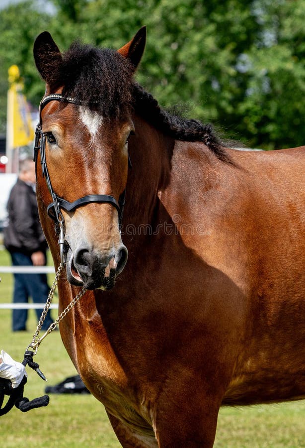 Belgian Draft Horse Belgian Draft Horse Stock Image - Image of head ...