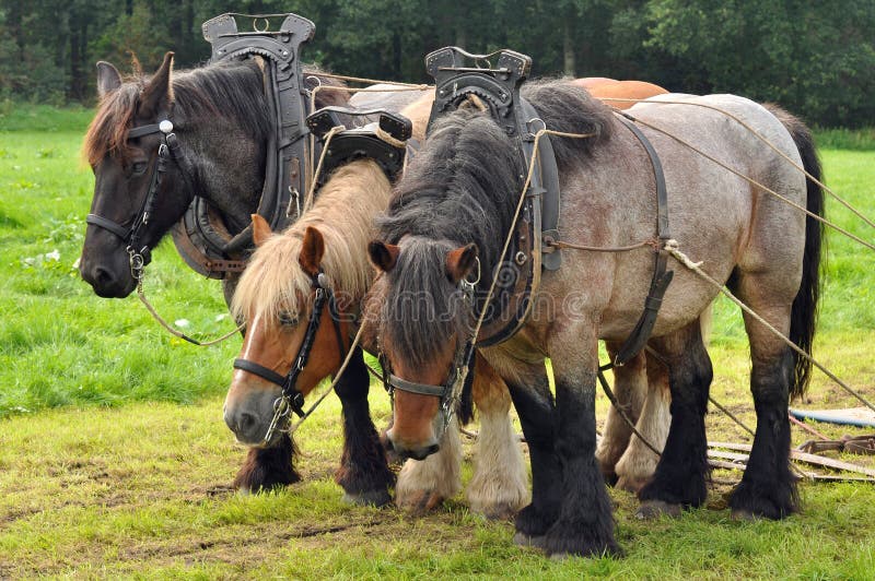 Team of Horses Pulling Farm Hay Wagon Stock Photo - Image of ride ...