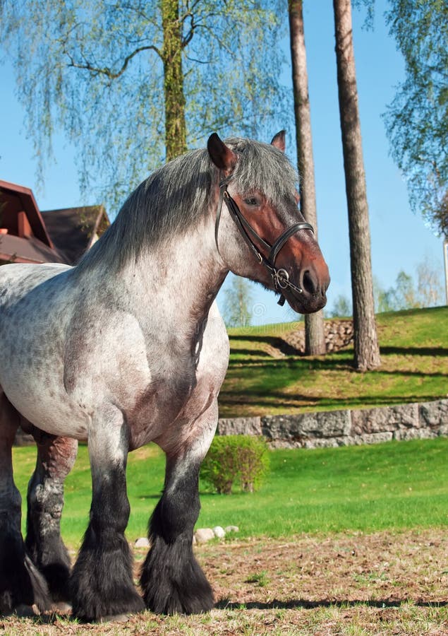 Belgian draught stallion. stock image. Image of dark - 40984299