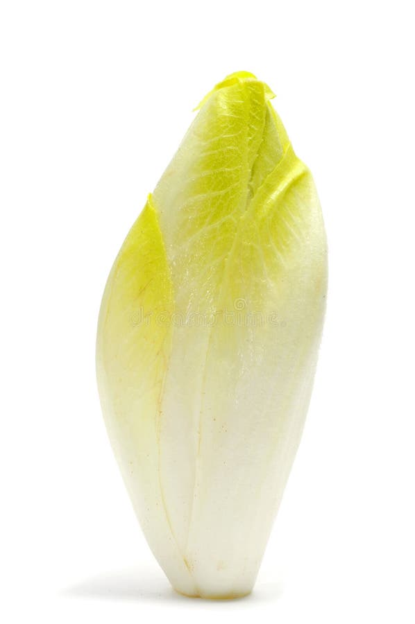 Endive stock image. Image of isolated, endive, nutrition - 4418579