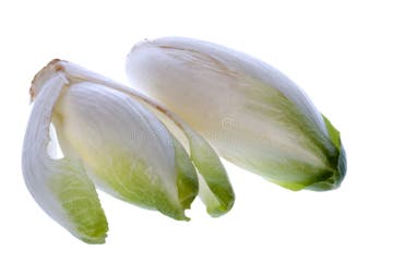 Belgian Endive or Witloof stock photo. Image of endive - 6919546
