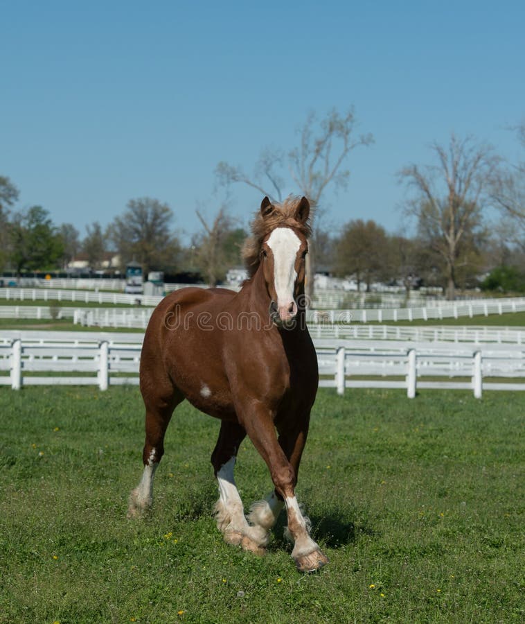 Belgian Horse Free Running in Field Pasture Paddock of Green Grass ...