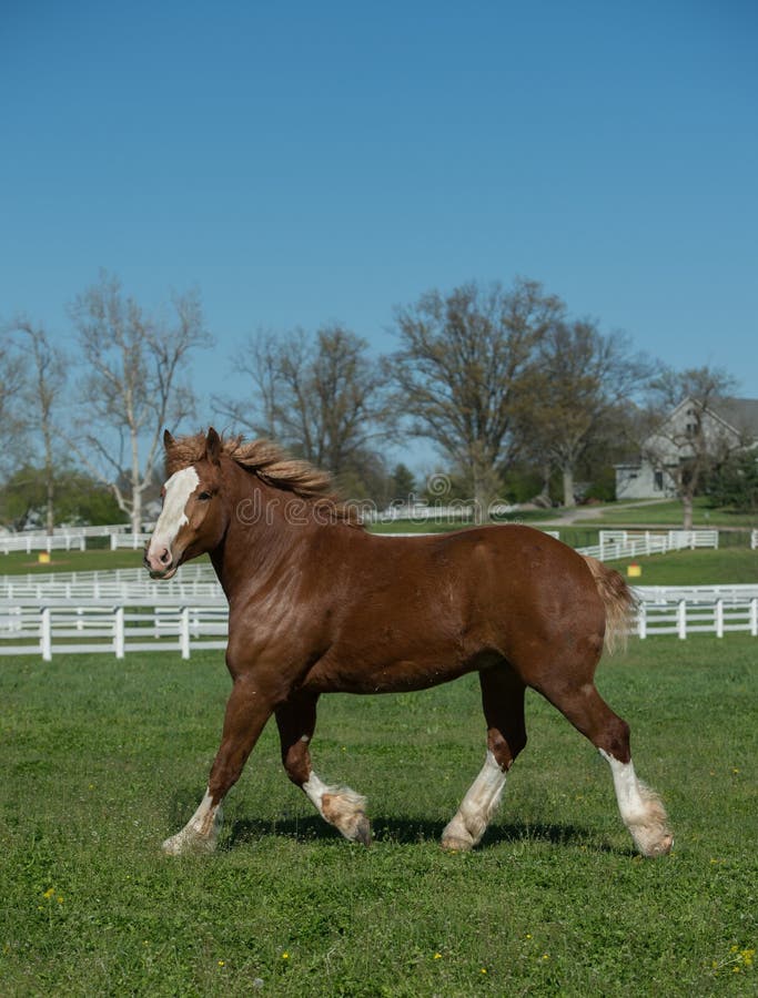 Belgian Horse Free Running in Field Pasture Paddock of Green Grass ...