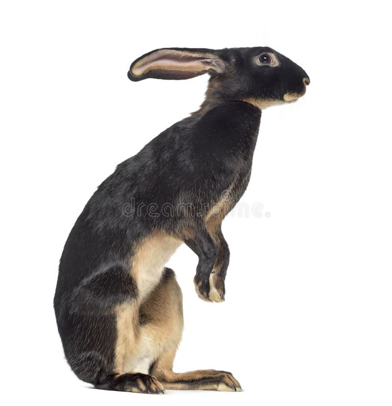 Belgian Hare Texas