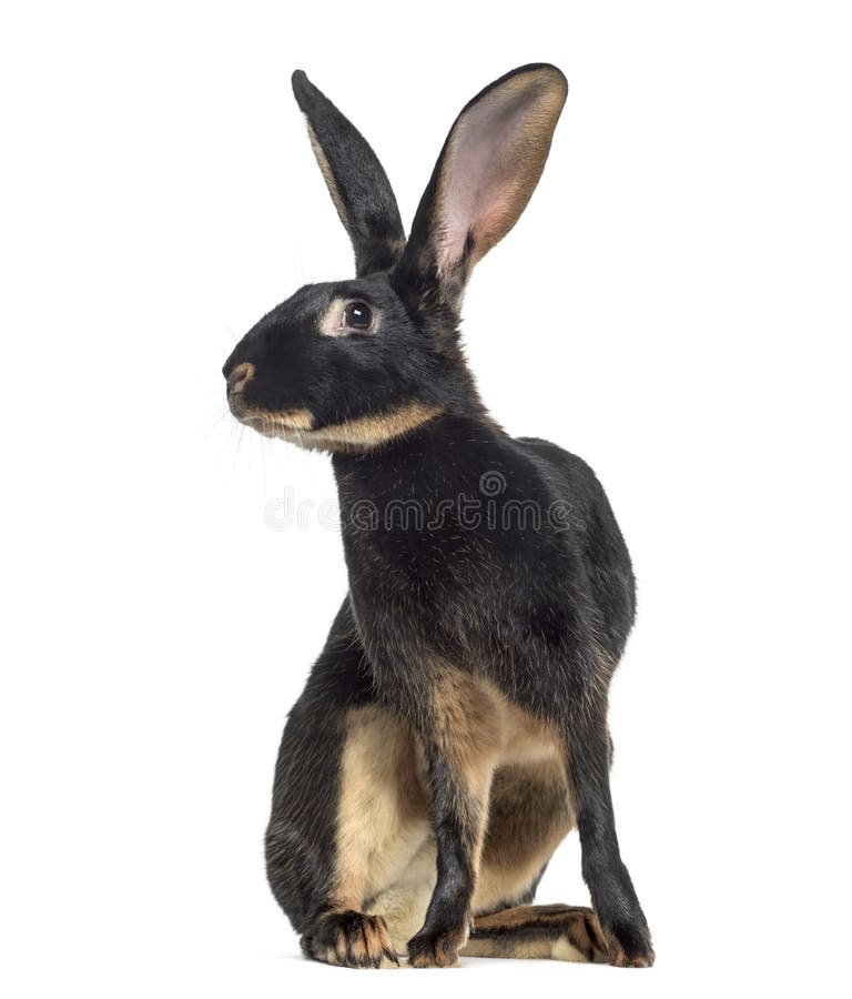 Belgian Hare stock image. Image of belgian, white, rabbit - 77481959