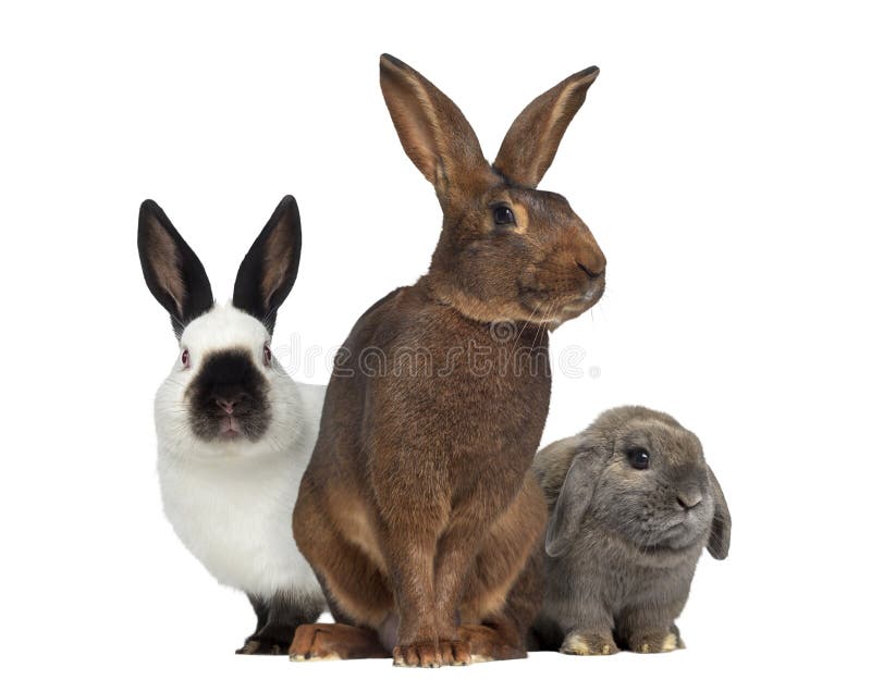Belgian Hare and Russian Rabbit and Holland Lop Rabbit Isolated Stock ...
