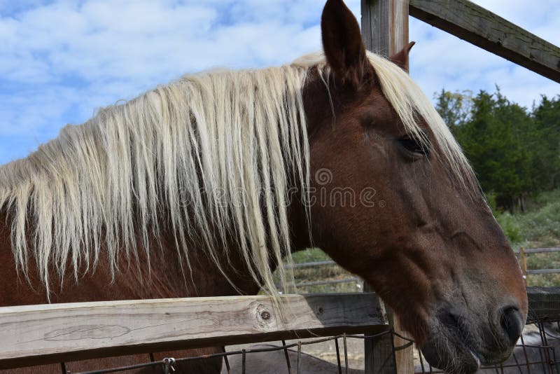 Belgian Horse stock image. Image of horse, feed, ranch - 82242973