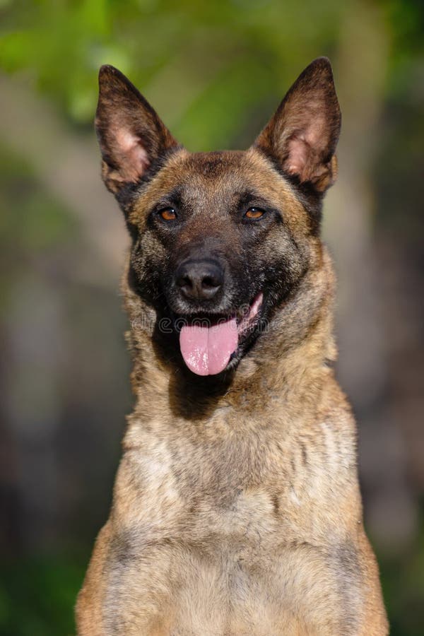 Belgian Malinois Dog Close-up Portrait with Happy Expression Stock ...