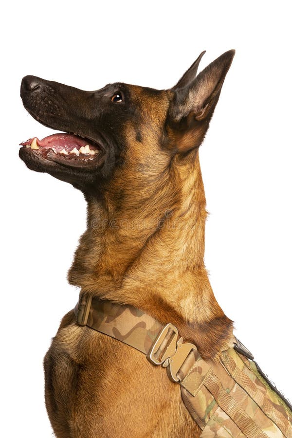 Belgium Malinois Head Outline Stock Photos - Free & Royalty-Free Stock ...