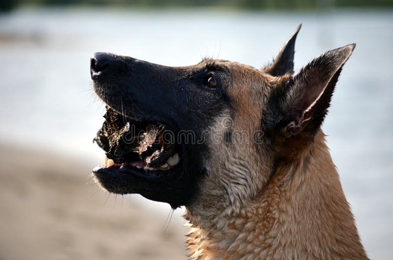 Belgian Malinois Dog Growling Stock Photo - Image of angry, furious ...