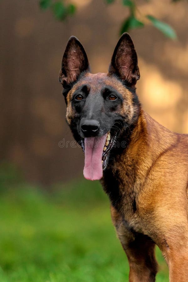 Belgian Malinois Dog Portrait Stock Image - Image of green, portrait ...