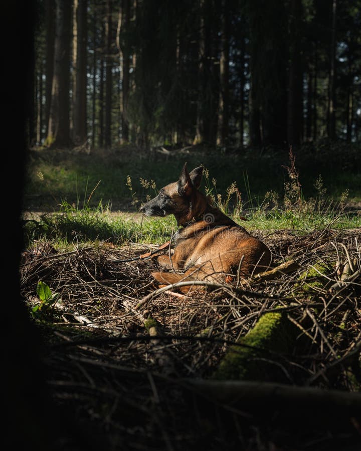 Belgian Malinois Dog Resting in a Sunlit Forest Clearing Stock Image ...