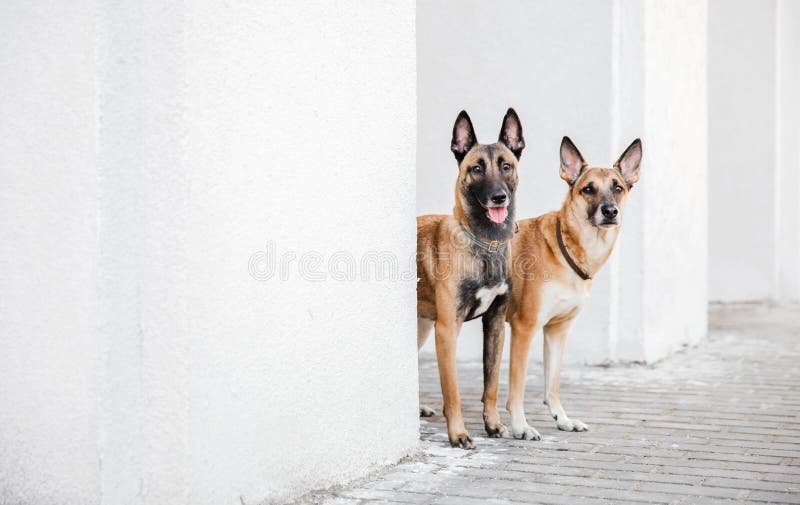 Belgian Malinois Dogs. Two Shepherd Dogs Peeking Behind the Wall Stock ...