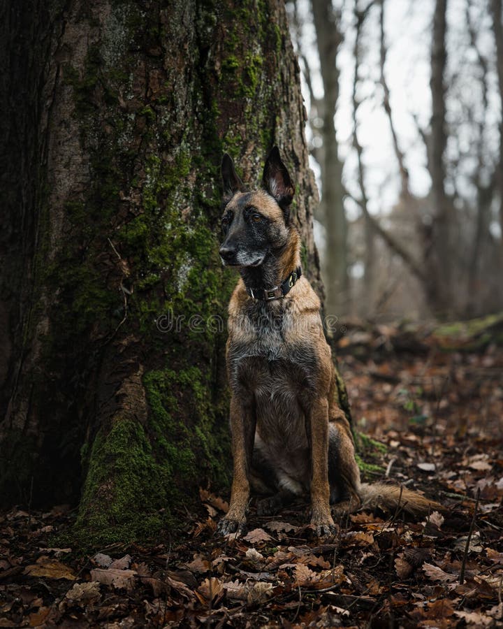 Belgian Malinois by a Mossy Tree in Forest Stock Image - Image of brown ...