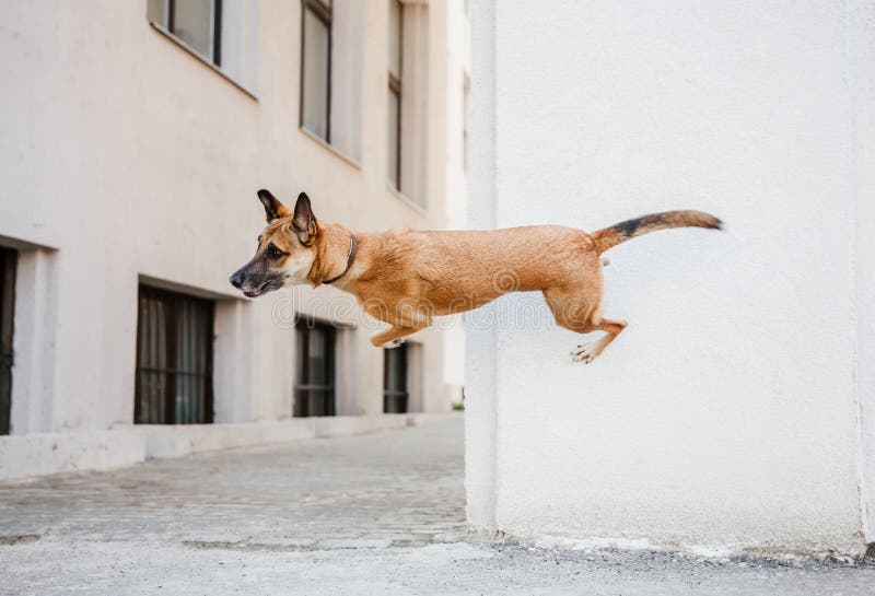 Belgian Malinois Shepherd Performing Wall Vault Trick - Dog Training ...
