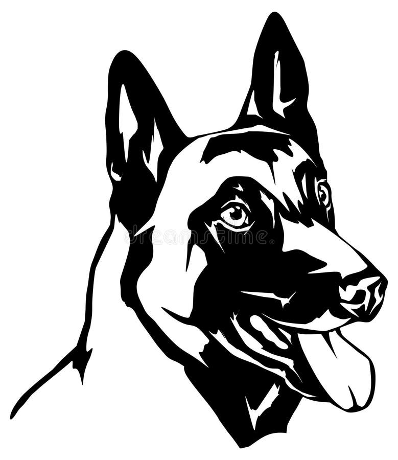 Belgian Malinois Shepherd Vector Head Stock Vector - Illustration of ...