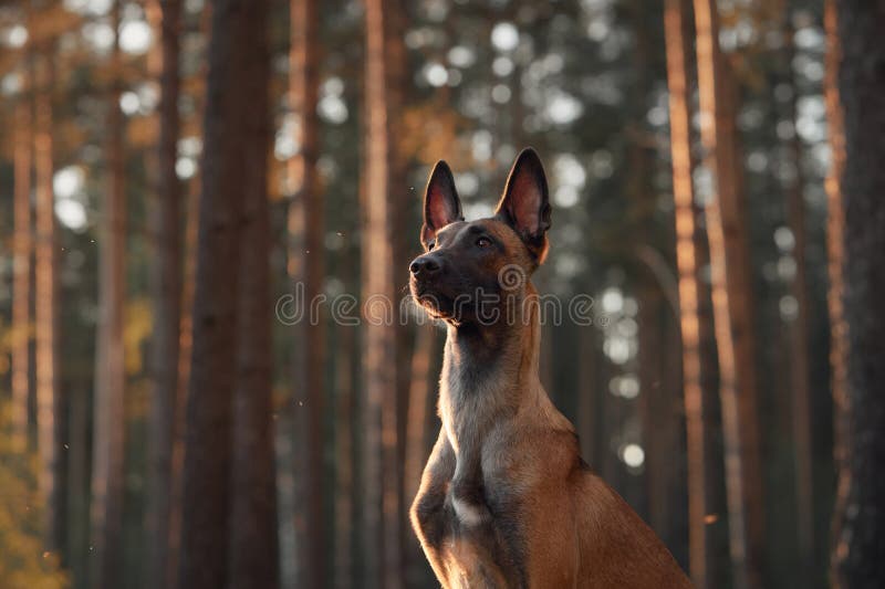Malinois Alert Forest Clearing Stock Photos - Free & Royalty-Free Stock ...